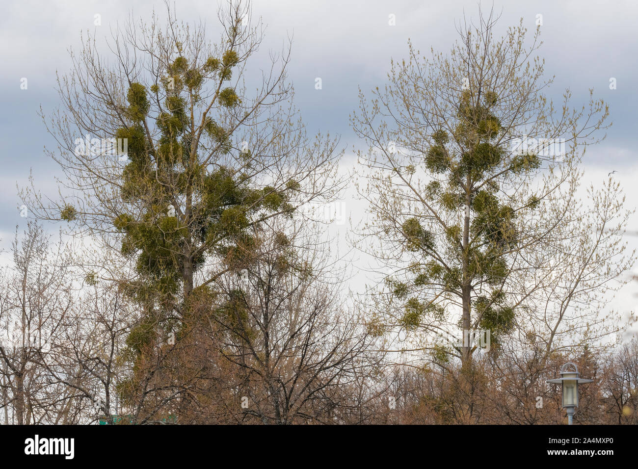 Mistletoe on trees Stock Photo - Alamy
