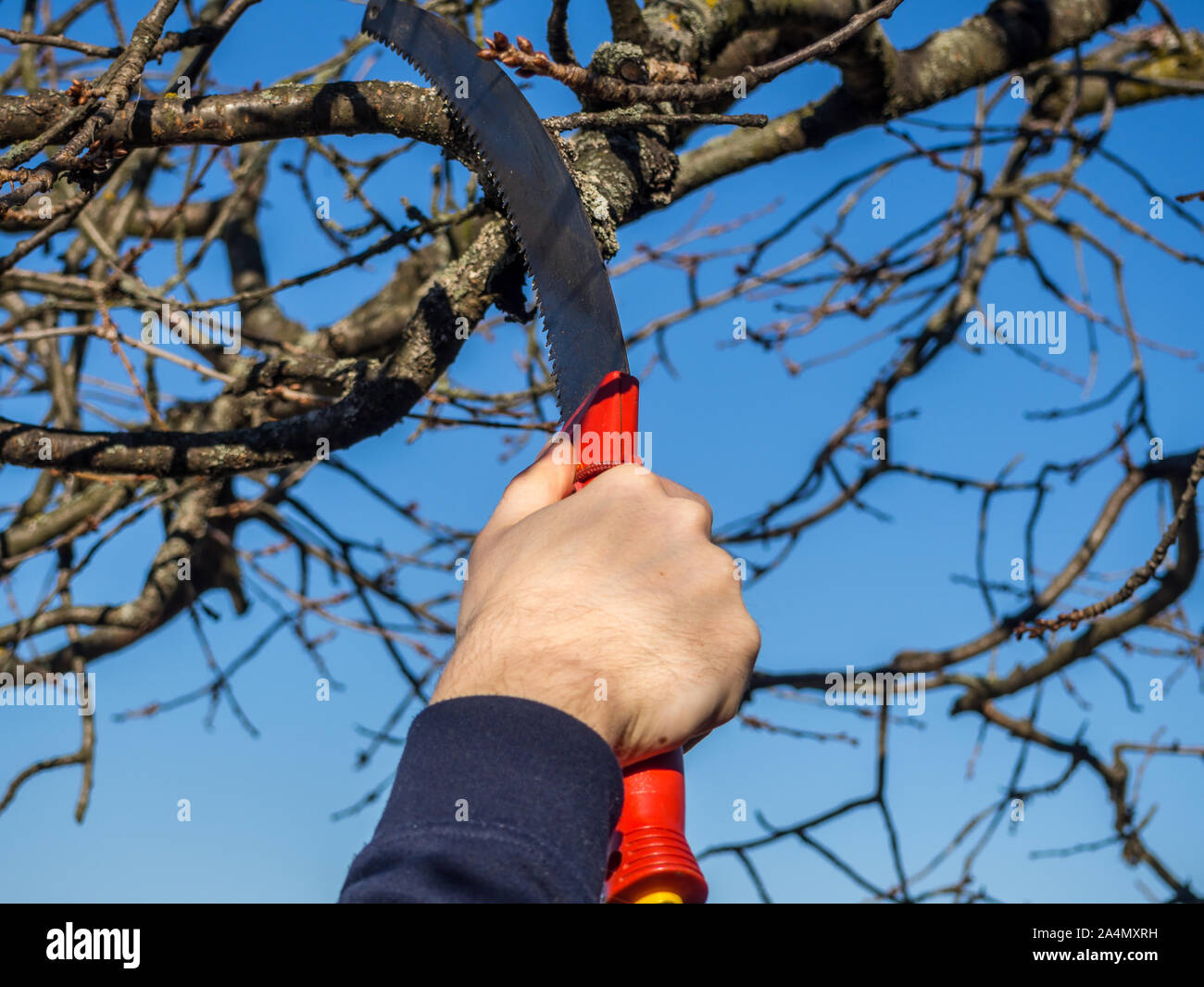 Tree is cut with a tree saw Stock Photo - Alamy