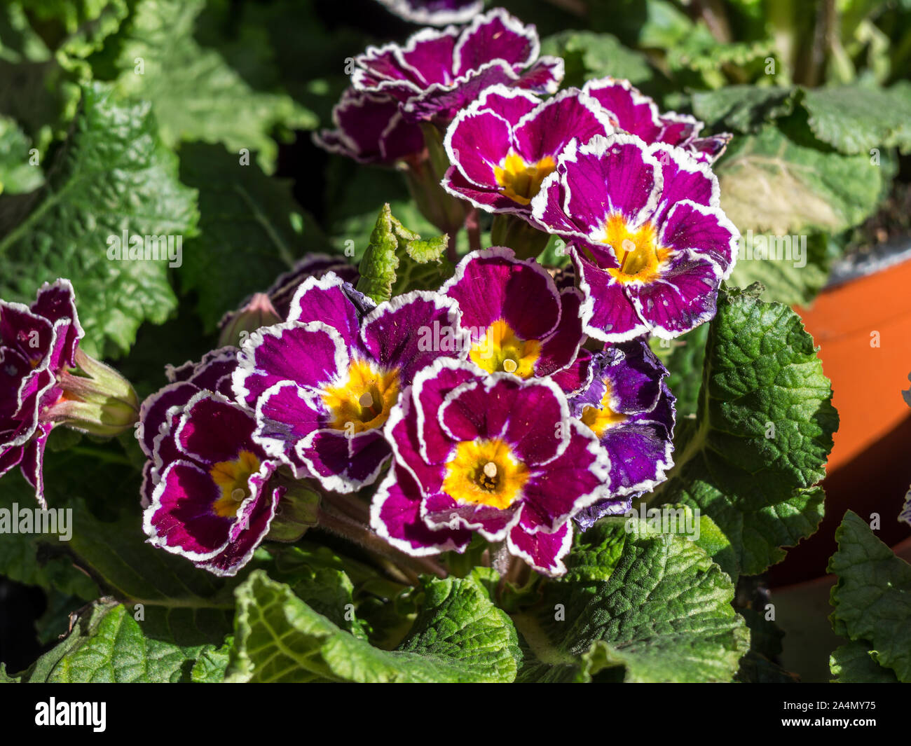 F1 hybrids hi-res stock photography and images - Alamy