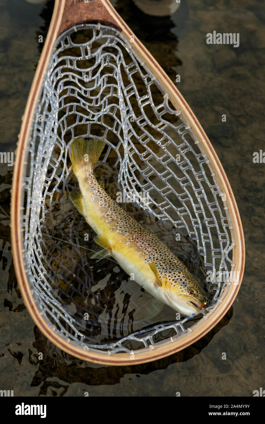 Fish in fishing net Stock Photo - Alamy