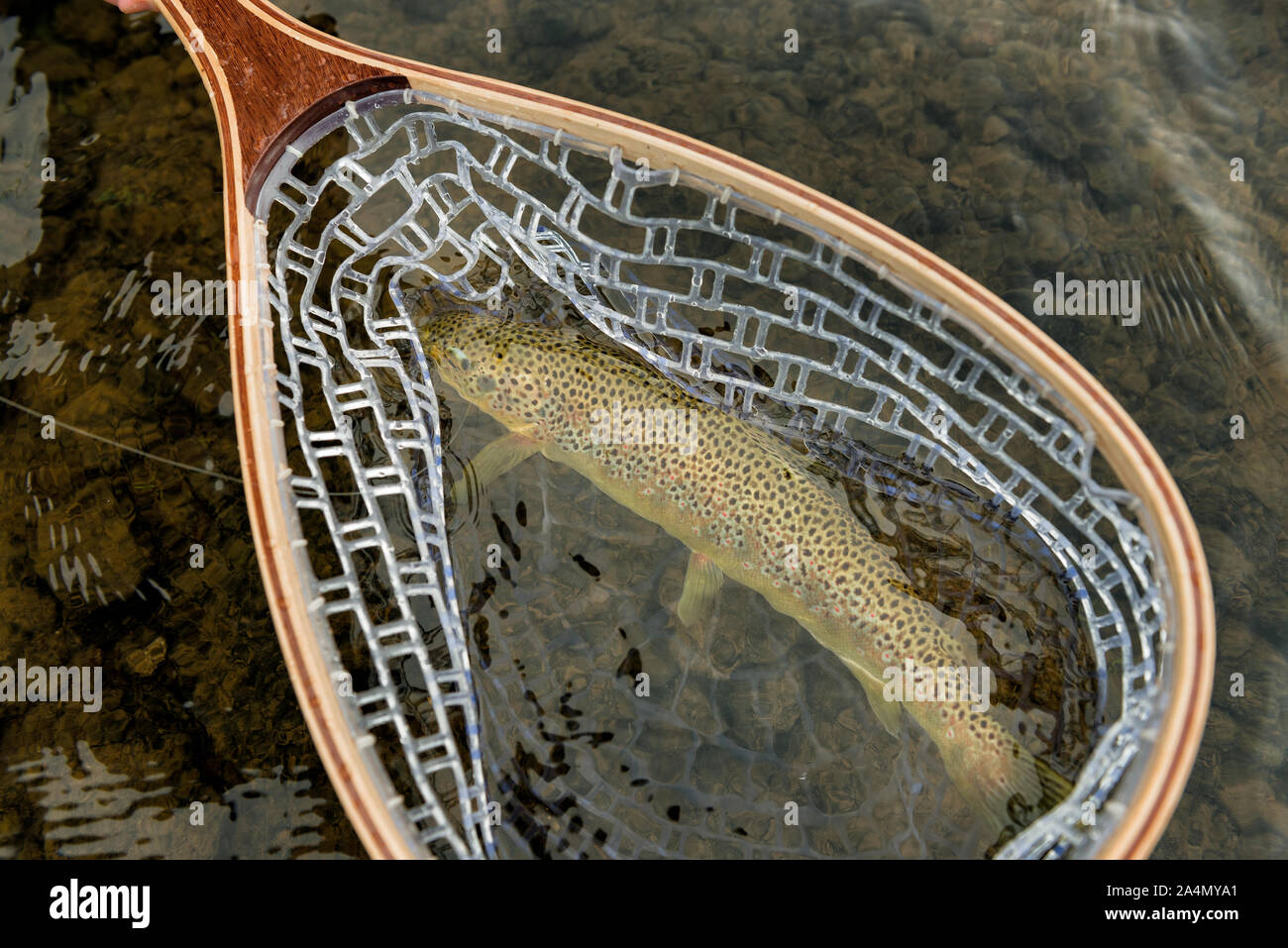 Fish in fishing net Stock Photo - Alamy