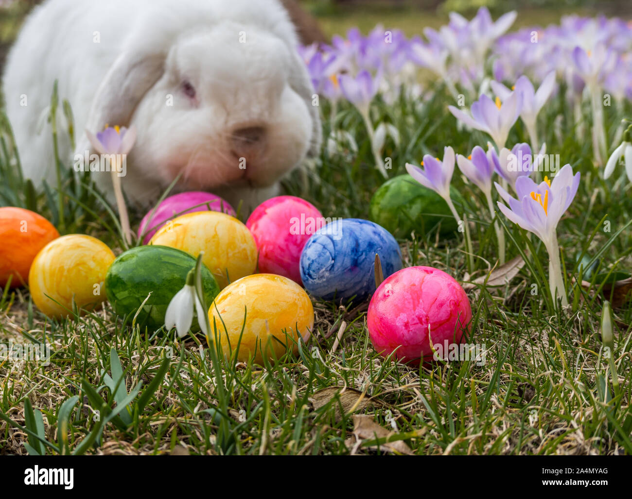 the Easter Bunny is coming Stock Photo - Alamy