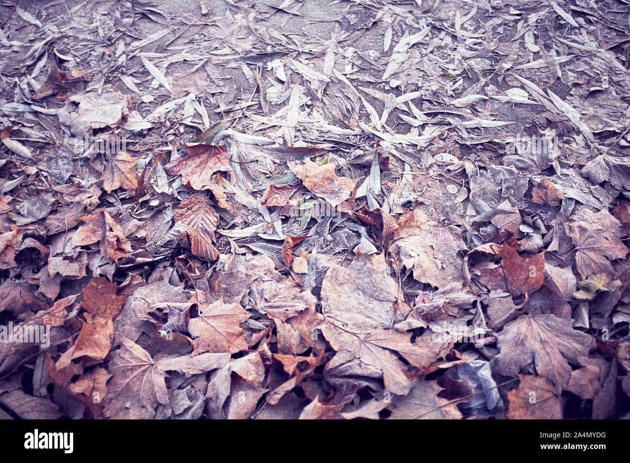 Autumn cold background hi-res stock photography and images - Alamy