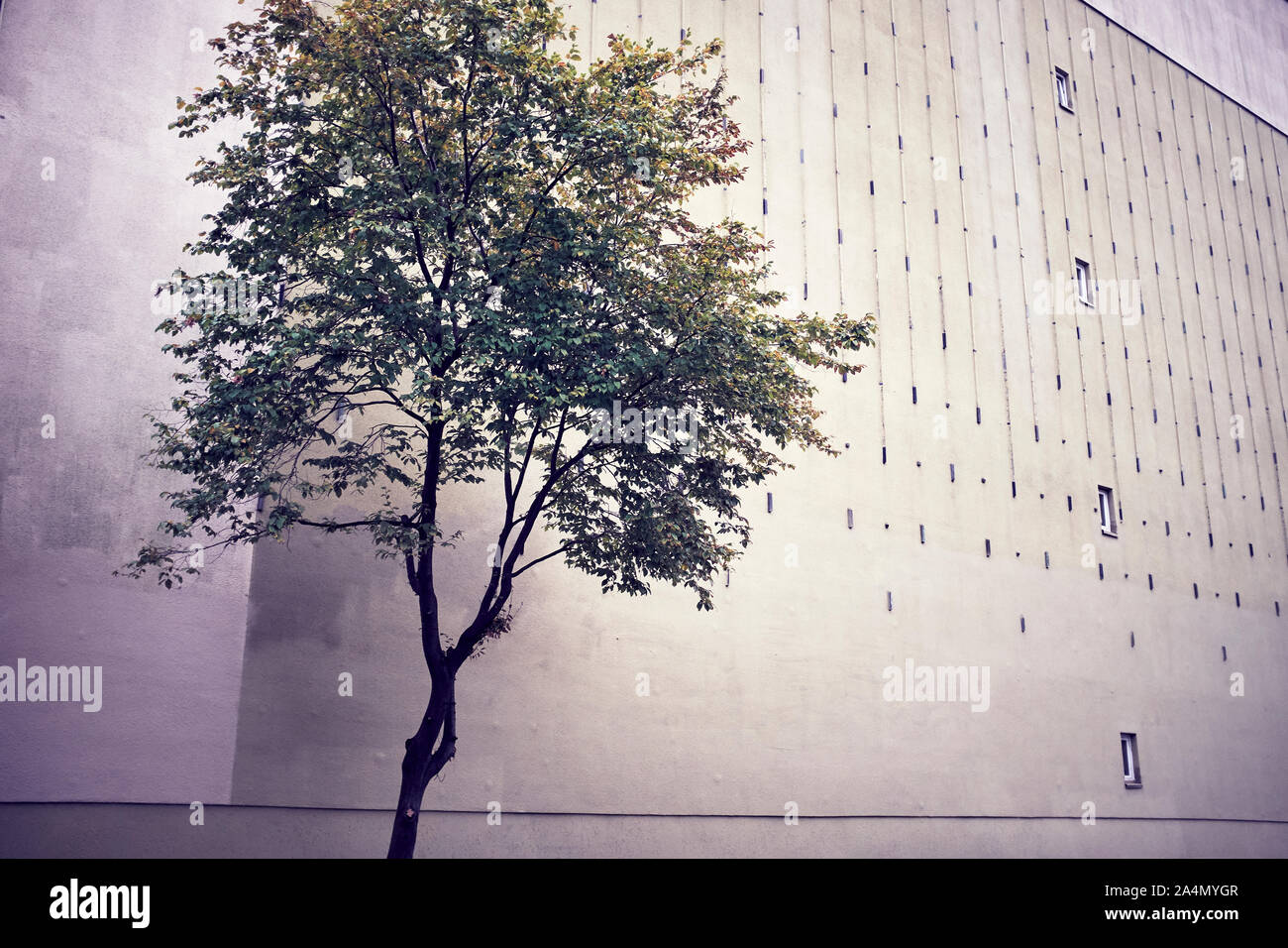 Tree in front of concrete building Stock Photo - Alamy