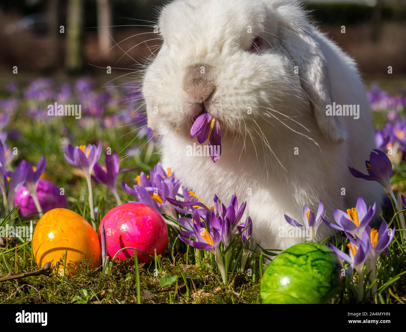 Easter bunny in spring Stock Photo - Alamy