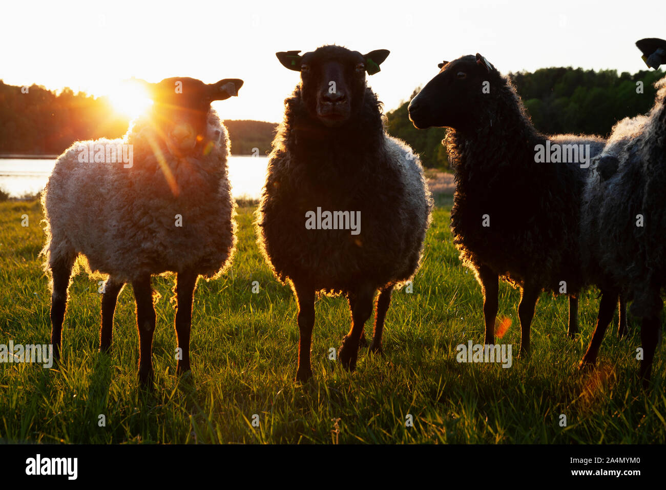 Sheep on meadow Stock Photo - Alamy
