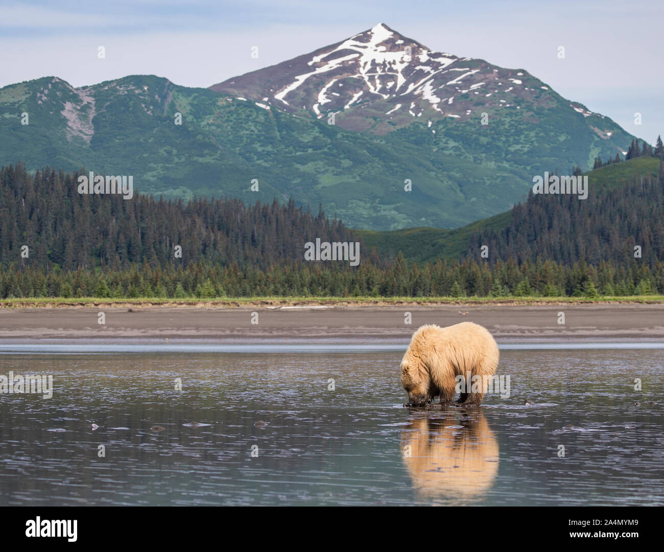 Bear walking at coast Stock Photo - Alamy
