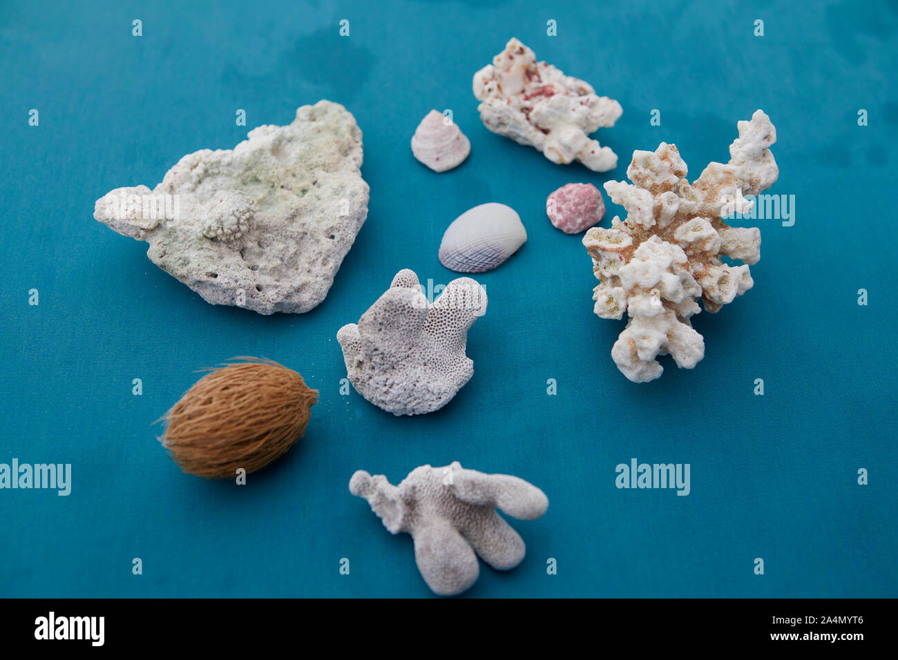 Blue background coral hi-res stock photography and images - Alamy