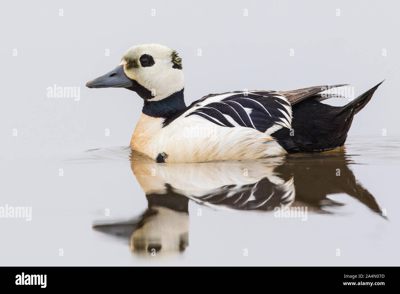 Seabird on water Stock Photo - Alamy