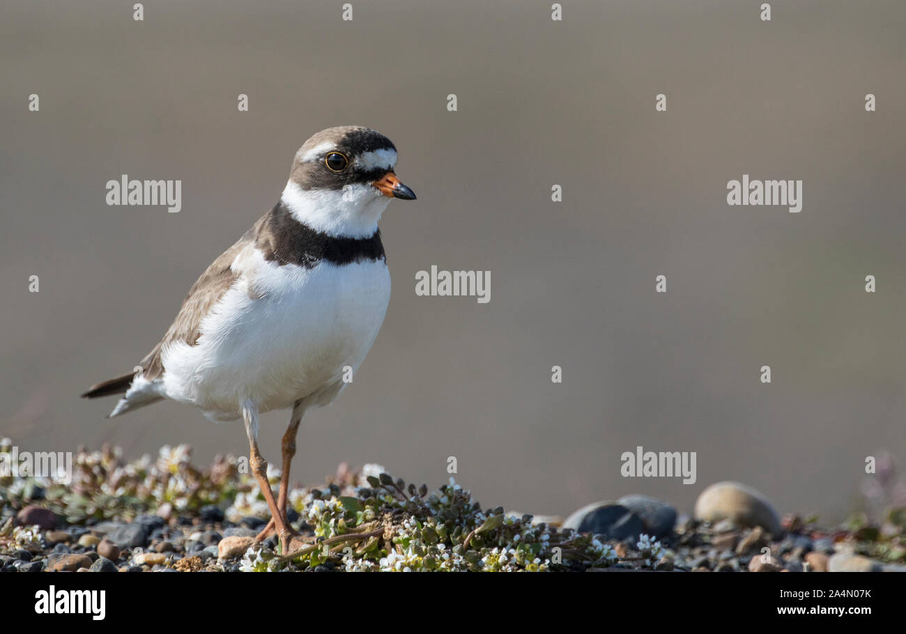 Image of bird with copy space hi-res stock photography and images - Alamy