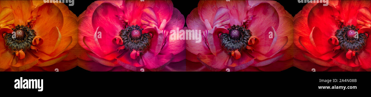 Four variations of vibrantly colored buttercup blossoms in a collage on ...