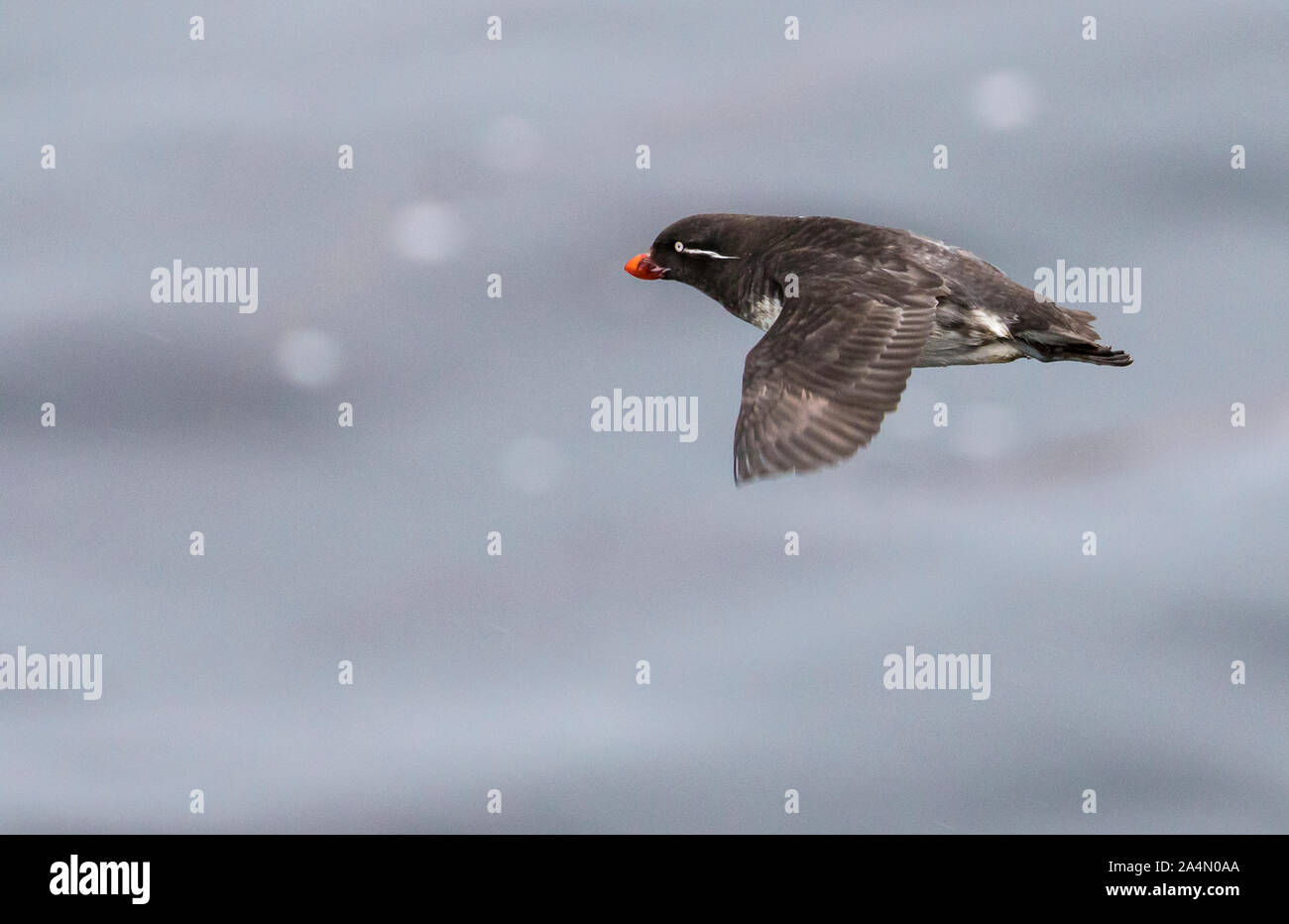 Auks bird hi-res stock photography and images - Alamy