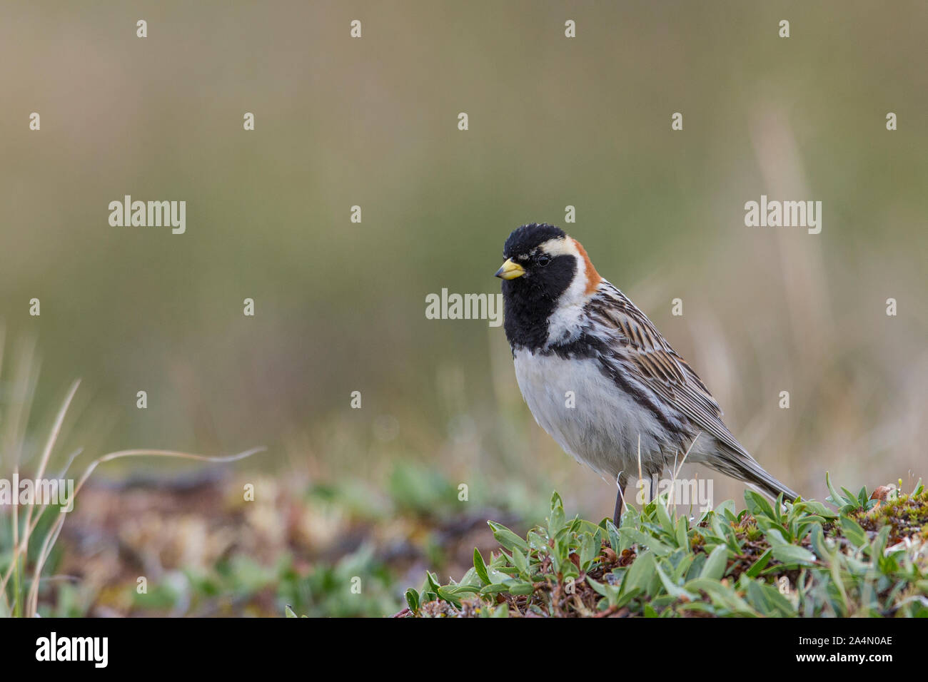 Heath bird hi-res stock photography and images - Alamy