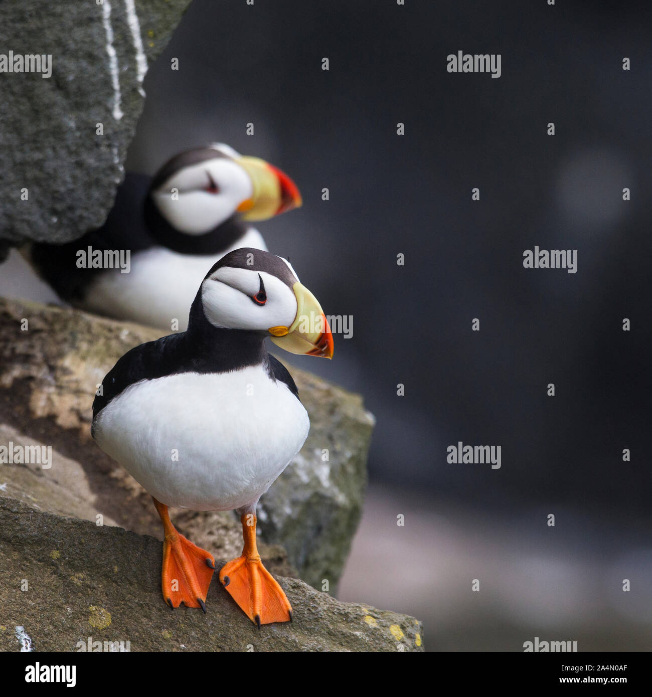 Atlantic puffins usa hi-res stock photography and images - Alamy