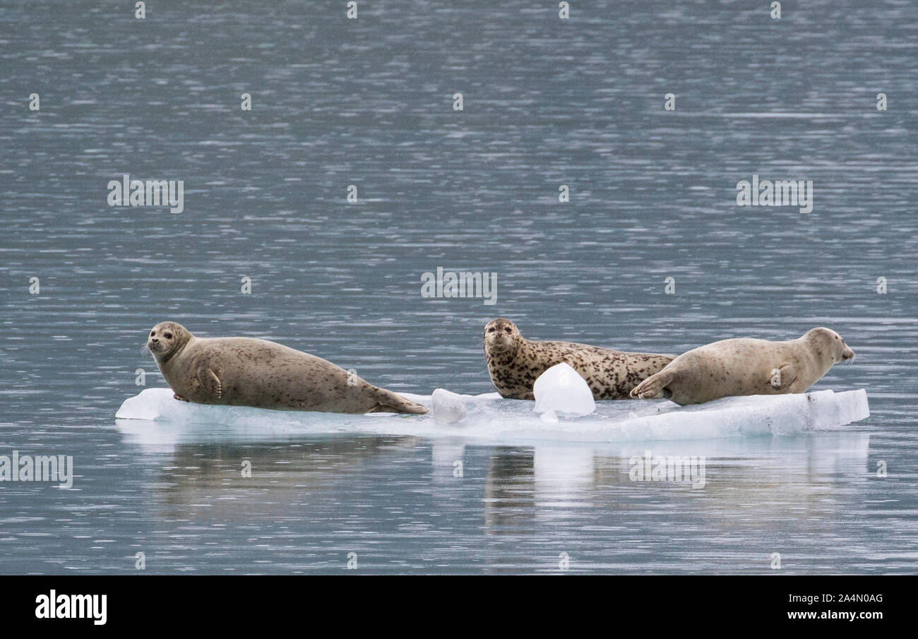 Seals on ice floe Stock Photo - Alamy