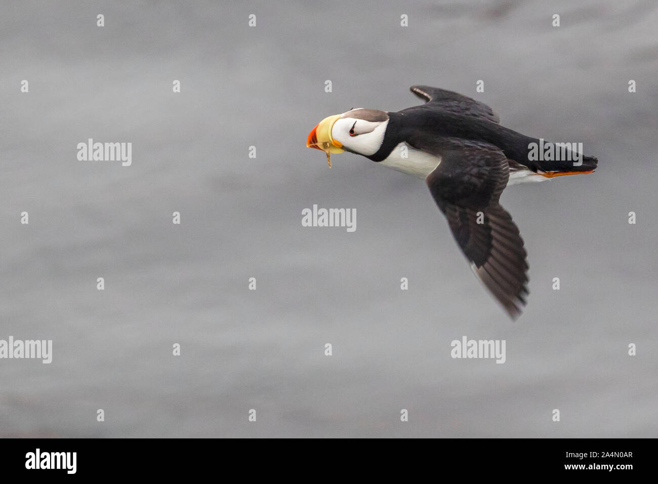 Puffin flying north atlantic hi-res stock photography and images - Alamy
