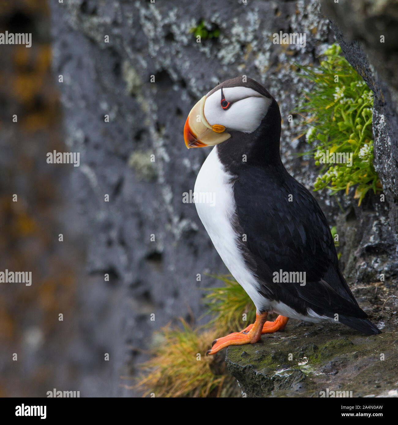 Puffin on rock Stock Photo - Alamy