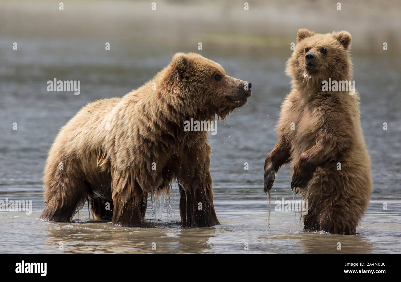 Young bears playing Stock Photo - Alamy