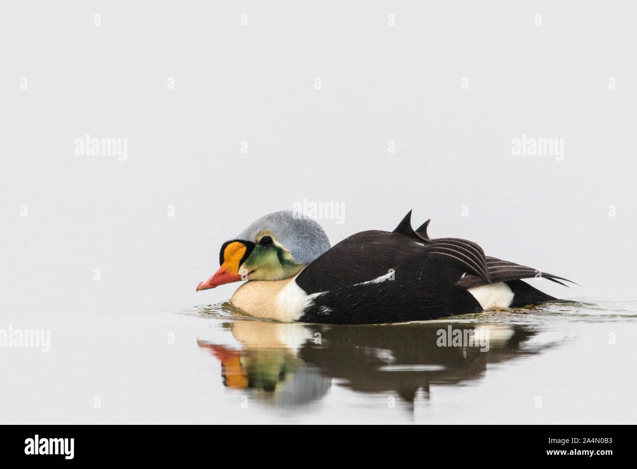 Looking at its mirror image on the water hi-res stock photography and ...