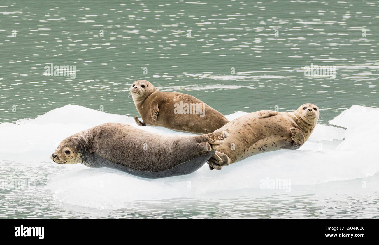 Harbour seal on ice hi-res stock photography and images - Alamy