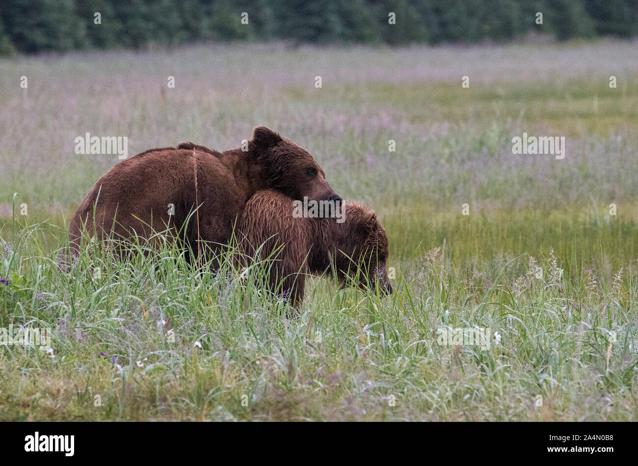 Young bears playing on meadow Stock Photo - Alamy