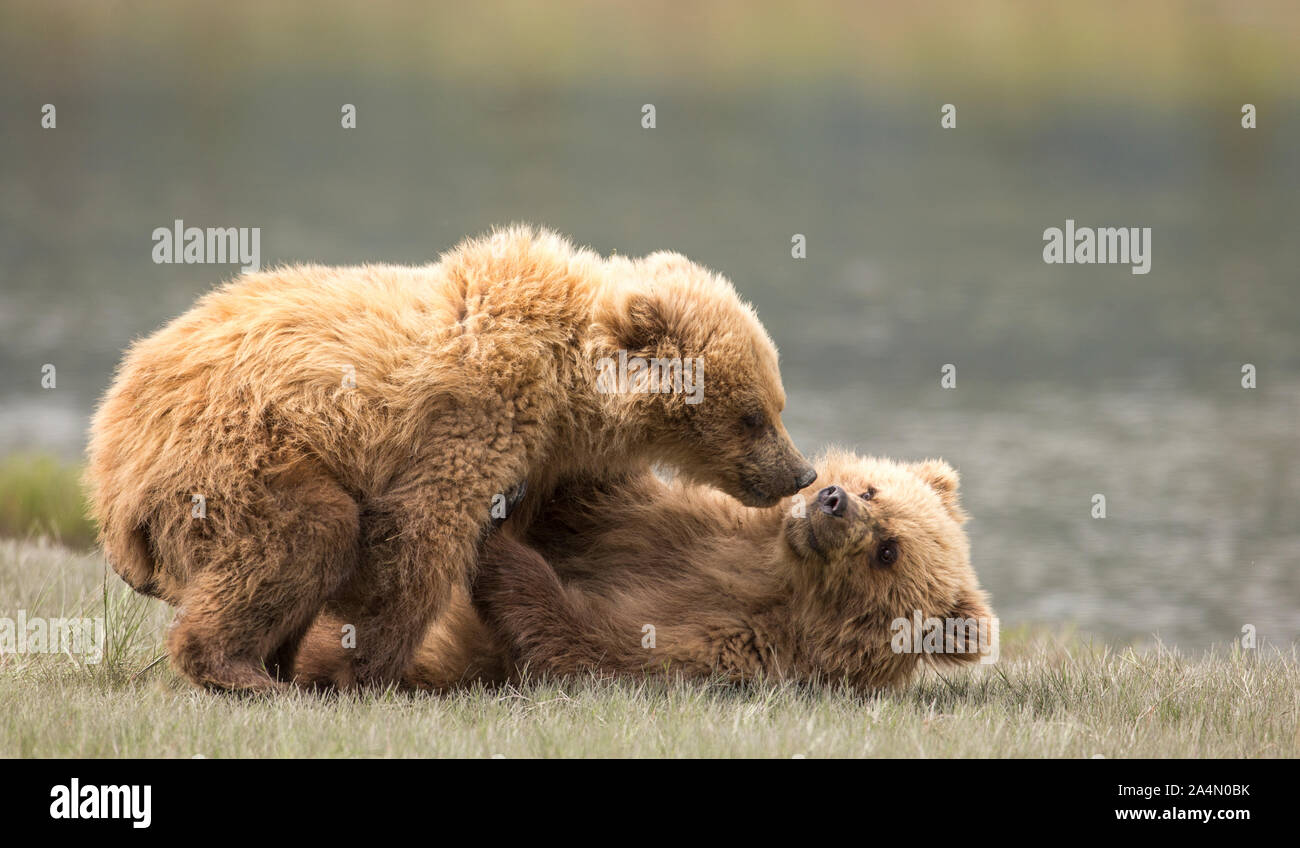 Young bears playing Stock Photo - Alamy