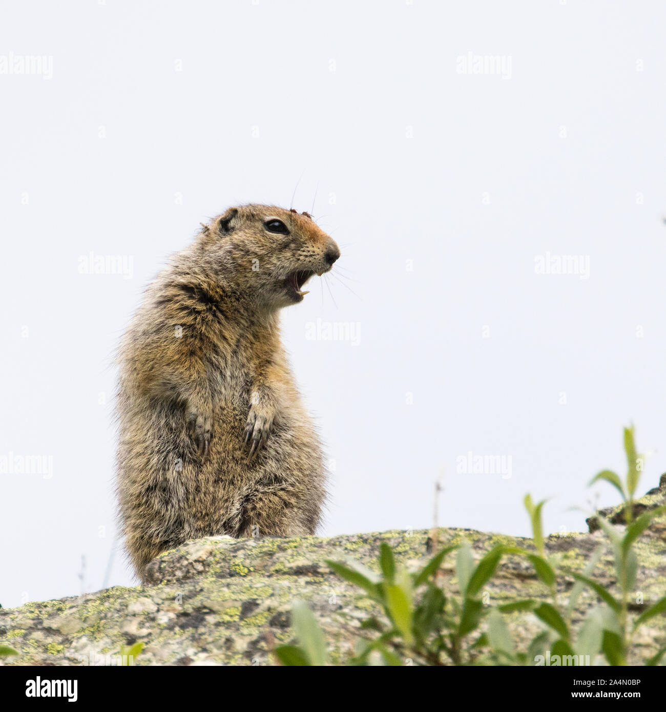 Chipmunks hi-res stock photography and images - Alamy
