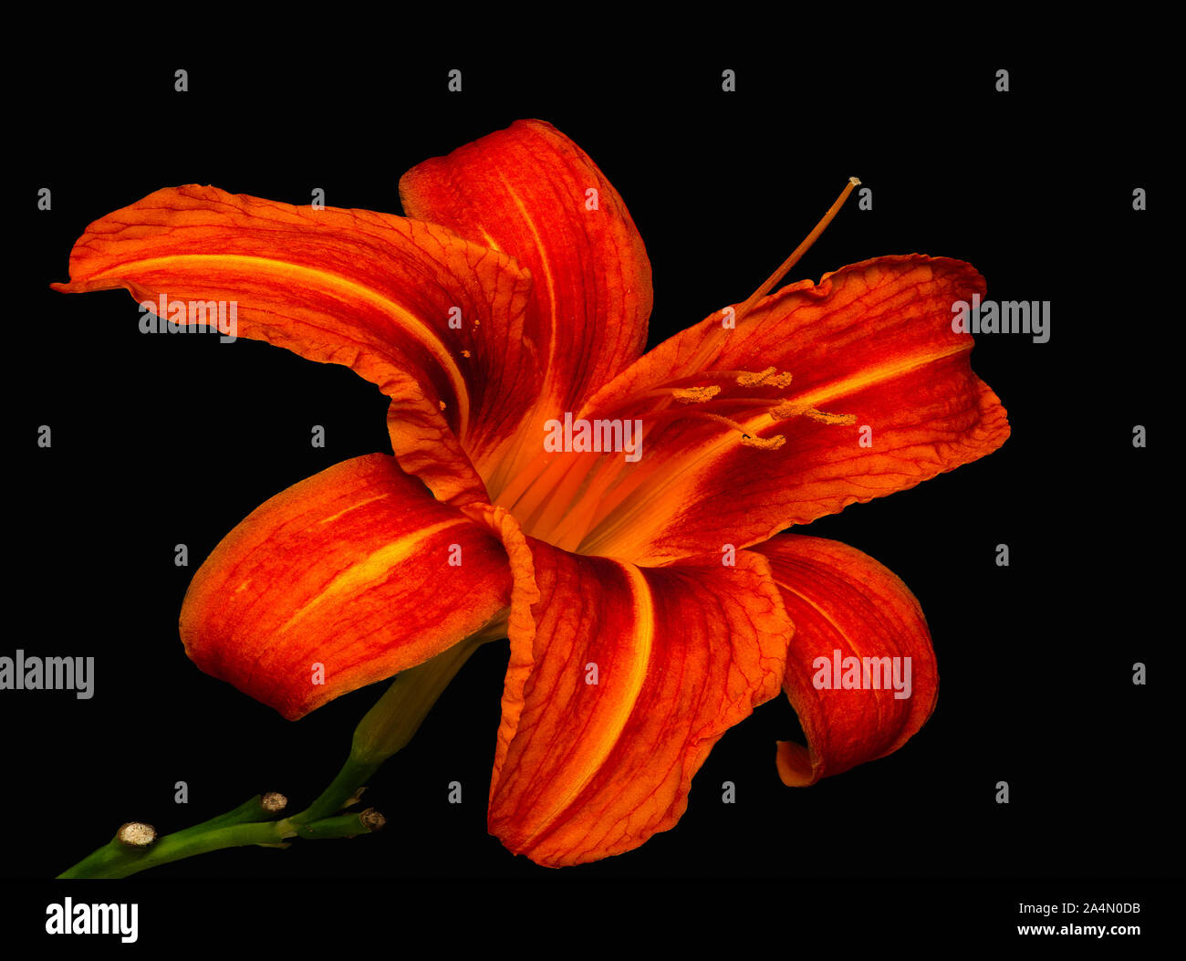 Wide open red glowing daylily blossom,black background, detailed ...
