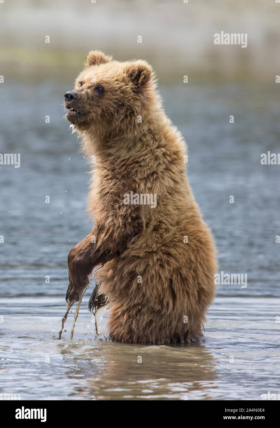 Curious young grizzly bear hi-res stock photography and images - Alamy