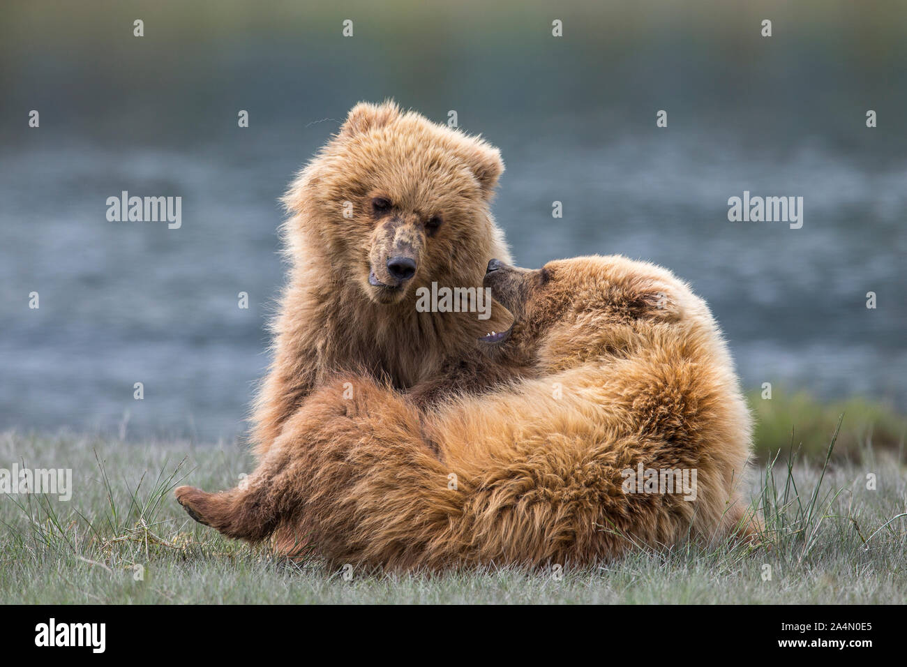 Young bears playing Stock Photo - Alamy