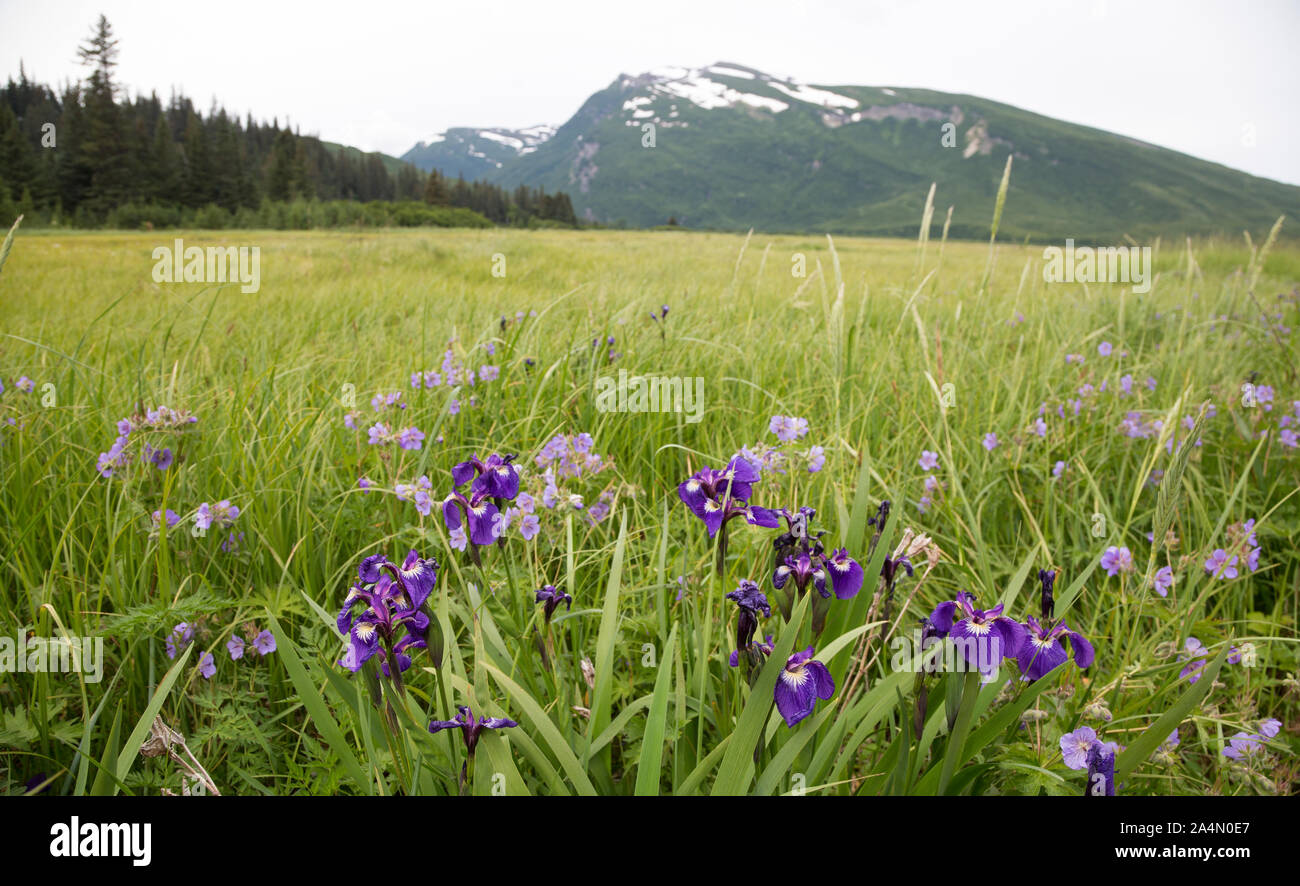 Alaska iris hi-res stock photography and images - Alamy