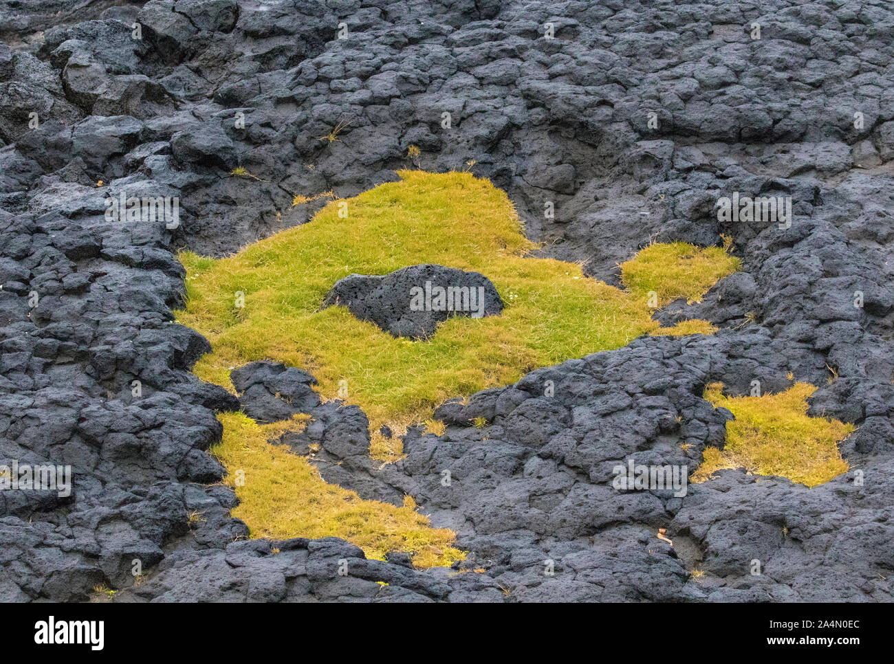 Full frame image moss hi-res stock photography and images - Alamy