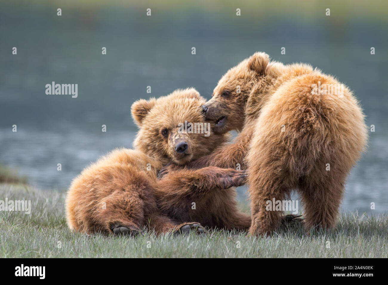 Young bears playing Stock Photo - Alamy