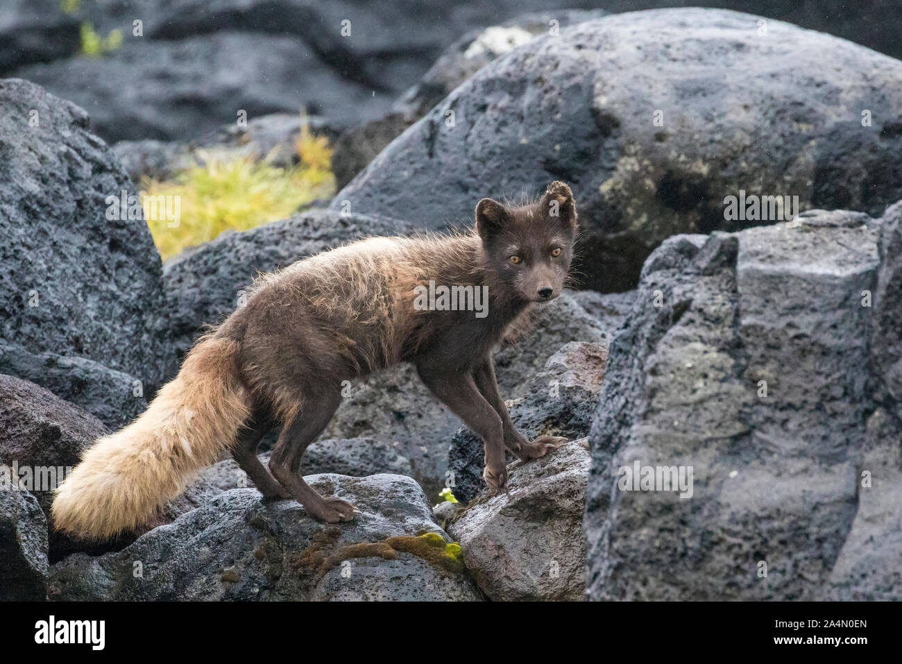 Cliff fox hi-res stock photography and images - Alamy