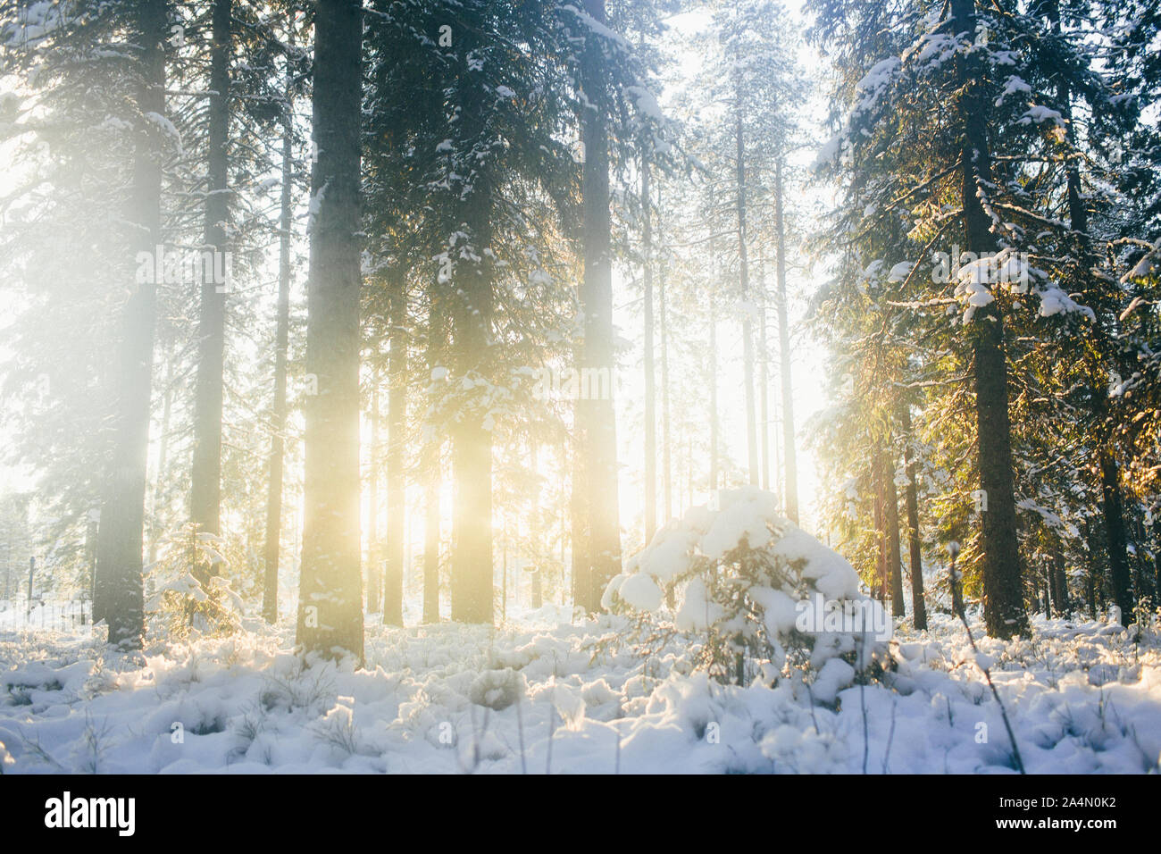 Sweden forest light effect hi-res stock photography and images - Alamy