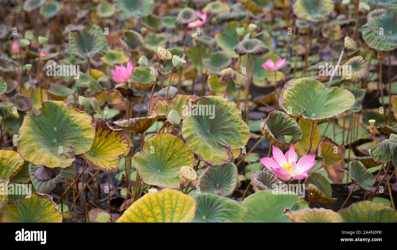 Swamp with blooming lotuses. Lotus Pond, Bali, Indonesia. Lotus and ...