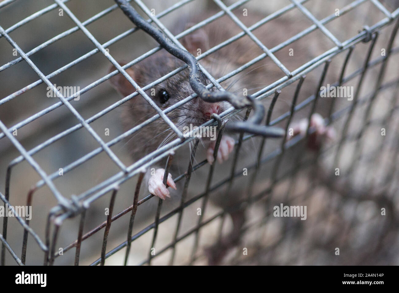 Rat in a cage #3 Stock Photo - Alamy