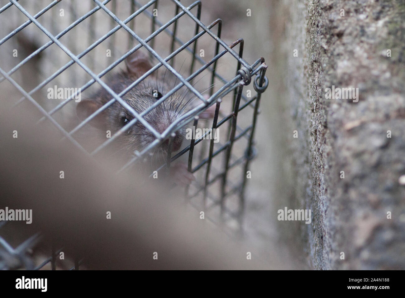 Rat in a cage #4 Stock Photo - Alamy