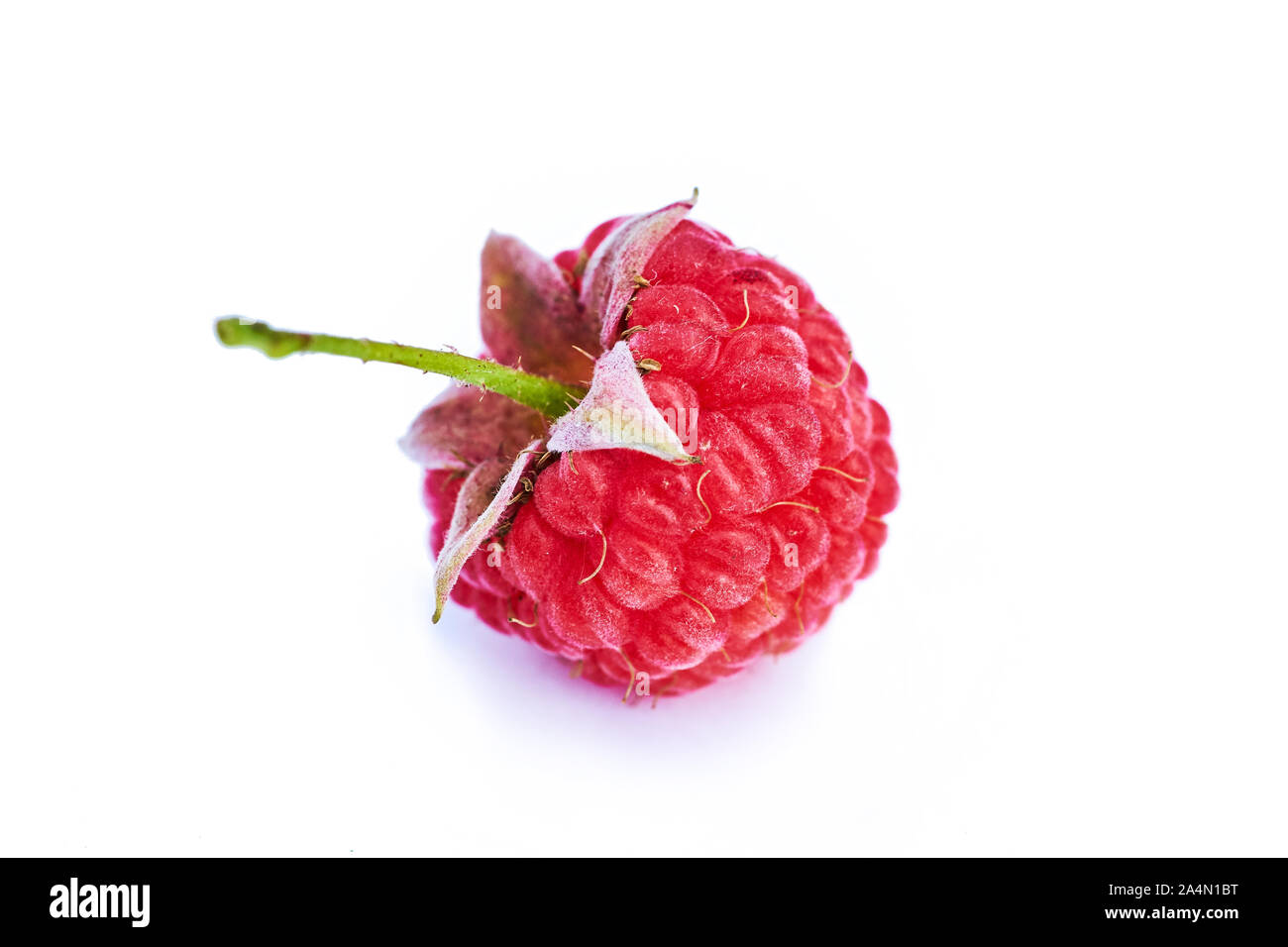 Isolated berry. One fresh raspberry fruit isolated on white background ...