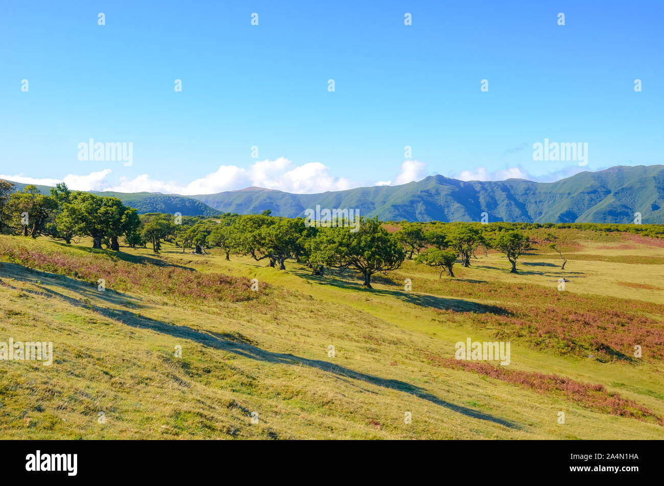 Laurel hills hi-res stock photography and images - Alamy