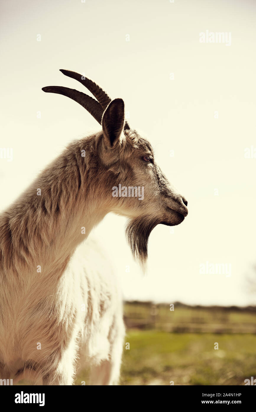 Goat sweden hi-res stock photography and images - Alamy
