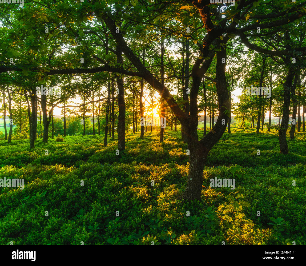 Green back forest hi-res stock photography and images - Alamy