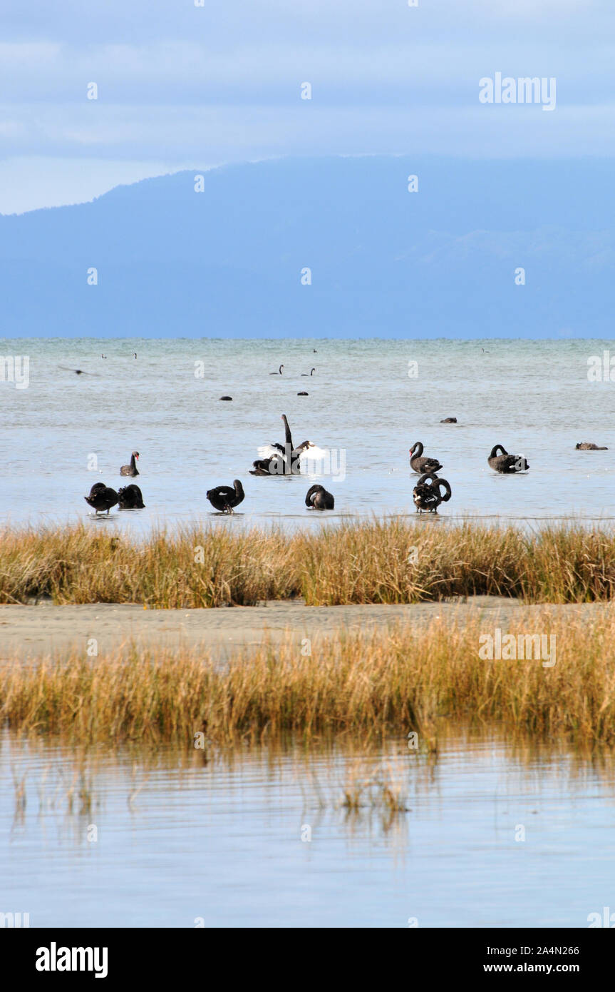 Around New Zealand - Black Swans at Farwell Spit Stock Photo - Alamy