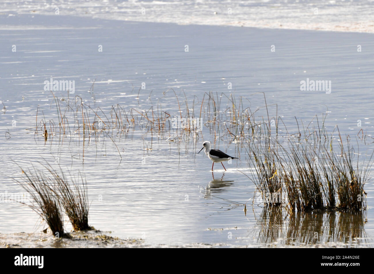 Around New Zealand - A Pied Stilt at Farewell Spit Stock Photo - Alamy