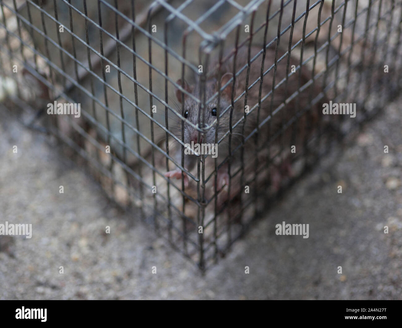 White mice cage hi-res stock photography and images - Alamy