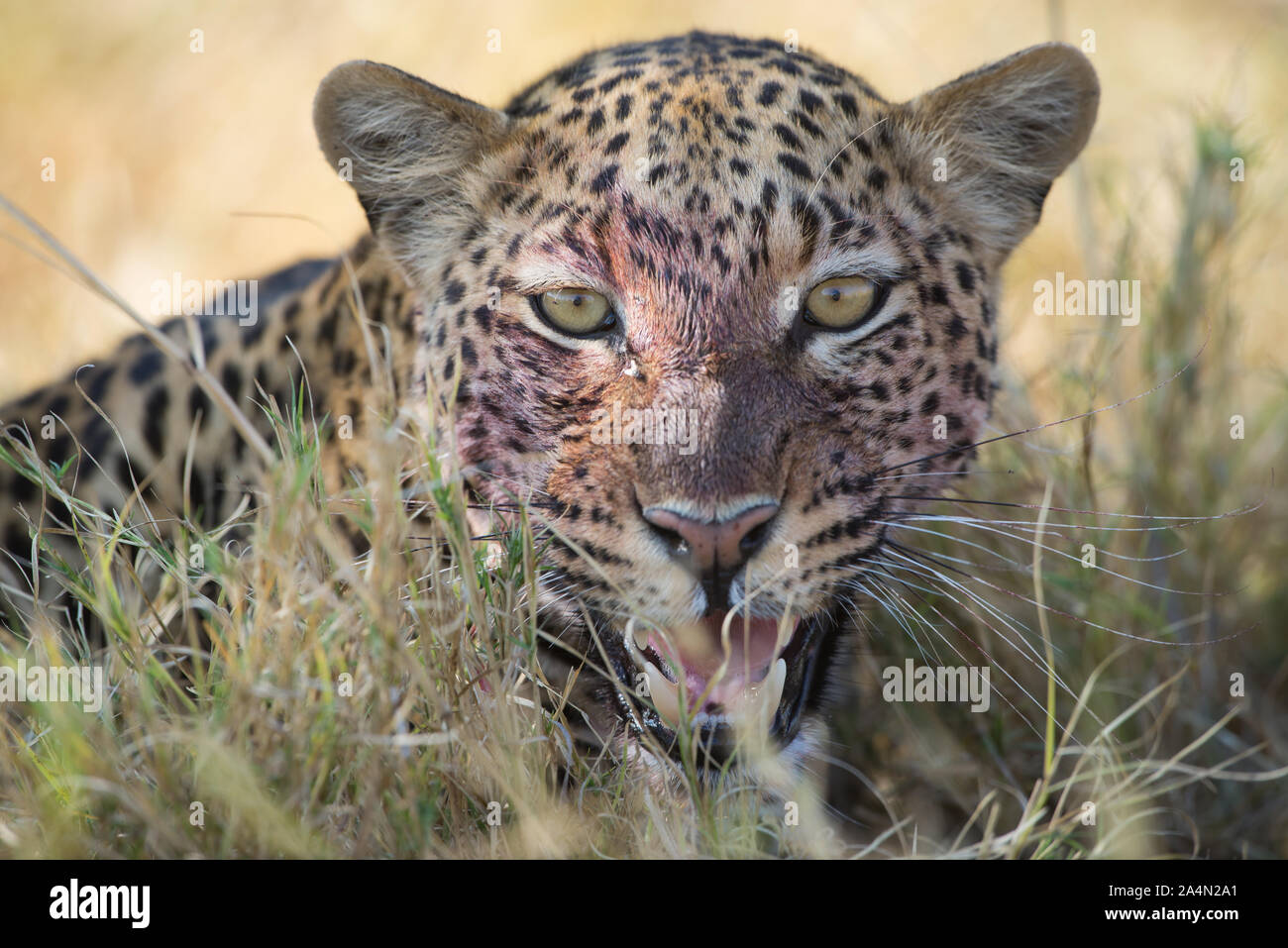 Portrait of a male leopard (panthera pardus) with a bloody face after ...
