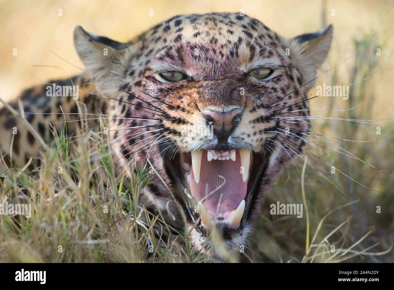 Portrait of a male leopard (panthera pardus) with a bloody face after ...