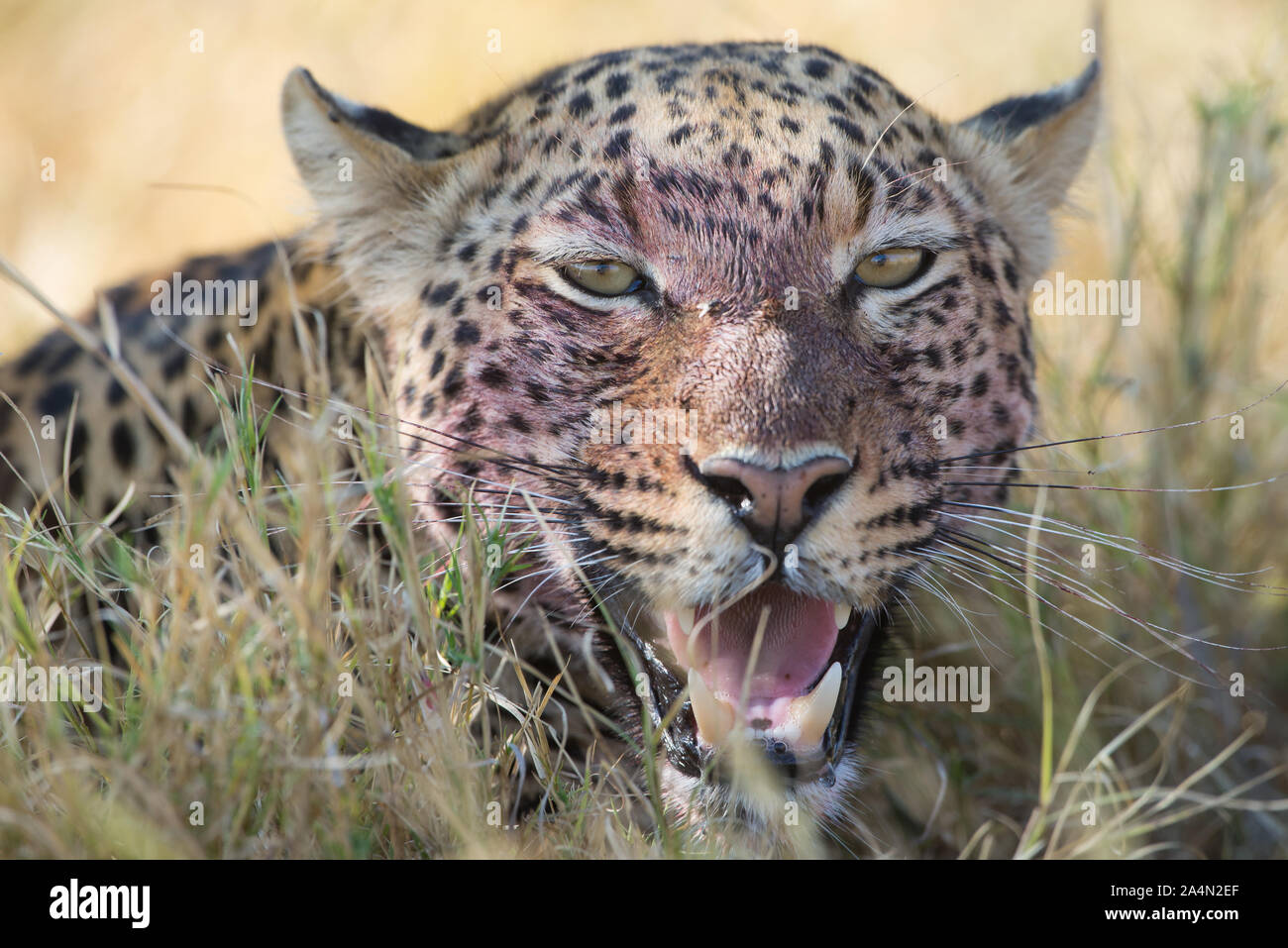 Portrait of a male leopard (panthera pardus) with a bloody face after ...