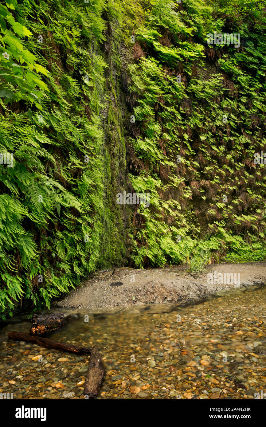 Ferns waterfall fern hi-res stock photography and images - Alamy