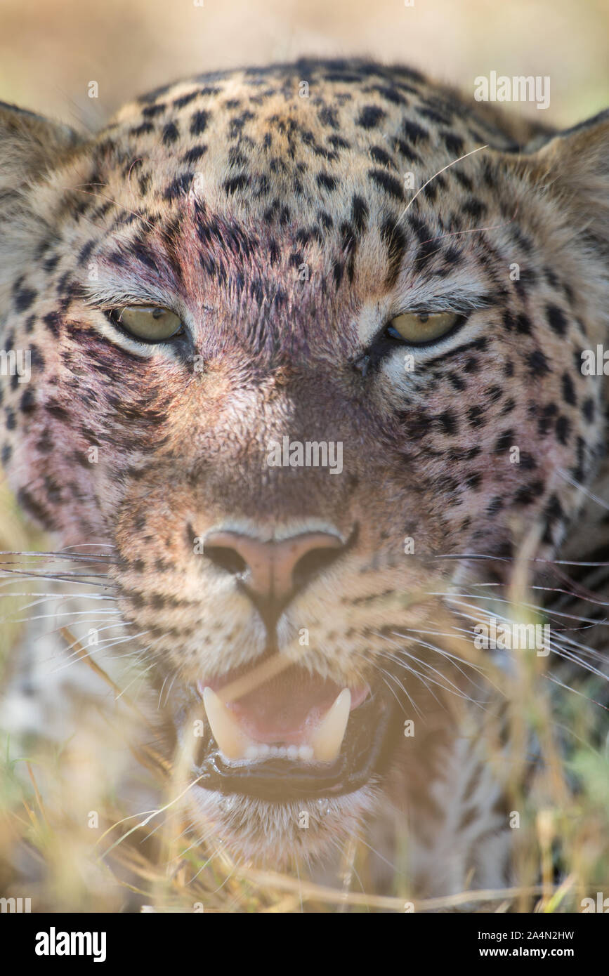 Portrait of a male leopard (panthera pardus) with a bloody face after ...